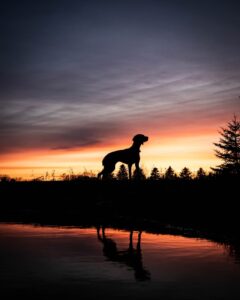 What to Feed a Italian Greyhound? Diet & Feeding Chart - Pets Online