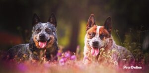 Australian Cattle Dog Training Guide - Crate, Toilet & More Tips ...
