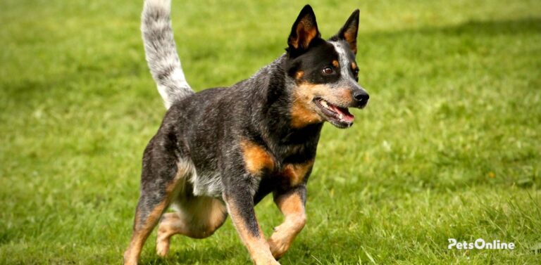 Australian Cattle Dog Colours - Pets Online