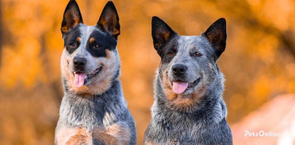 Australian Cattle Dog Colours - Pets Online