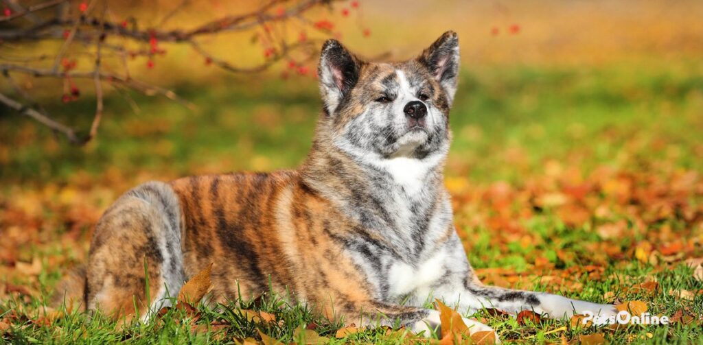 Akita Prices In Australia - How Much Do Akitas Cost?