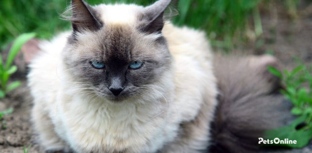 Balinese Cat Information - Pets Online