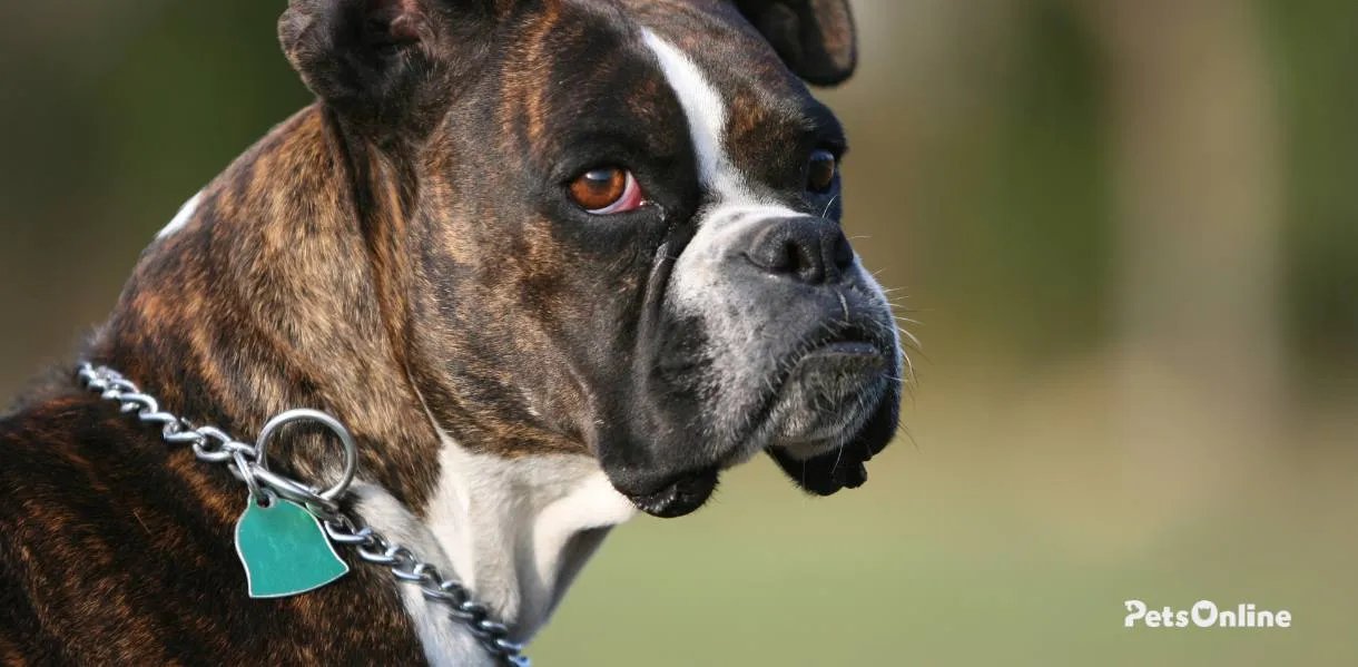 Boxer Size Weight Chart Pets Online Boxer Size Weight Chart Pets Online