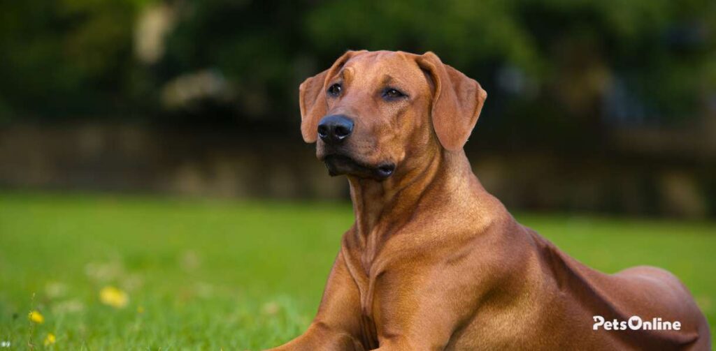 Rhodesian Ridgeback Size & Weight Chart - Pets Online