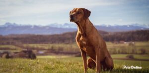 Rhodesian Ridgeback Size & Weight Chart - Pets Online