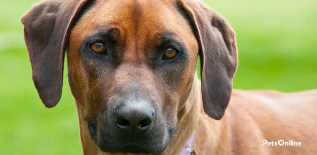 Rhodesian Ridgeback Size & Weight Chart - Pets Online