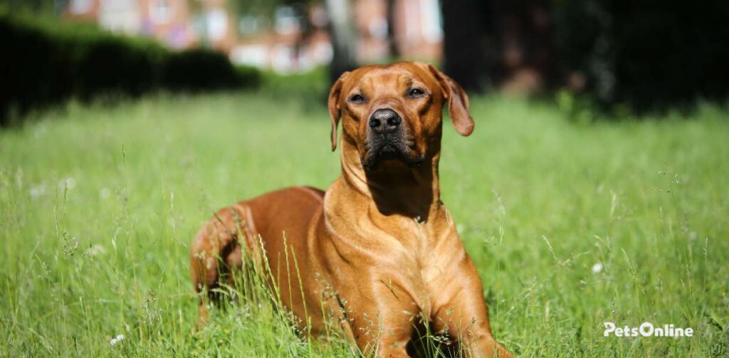 Rhodesian Ridgeback Dog Breed Information - Pets Online