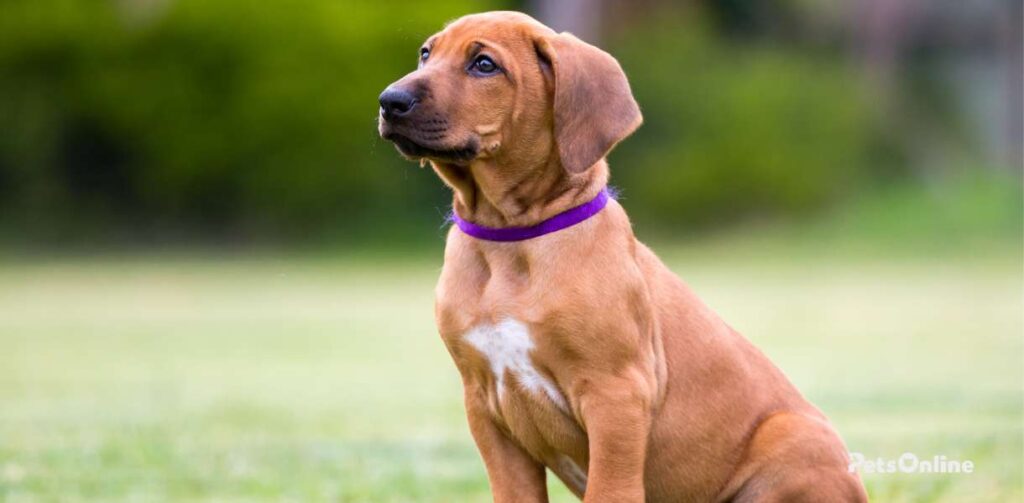 Rhodesian Ridgeback Size & Weight Chart - Pets Online