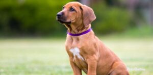 Rhodesian Ridgeback Size & Weight Chart - Pets Online