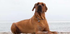 Rhodesian Ridgeback Size & Weight Chart - Pets Online