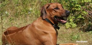 Rhodesian Ridgeback Size & Weight Chart - Pets Online