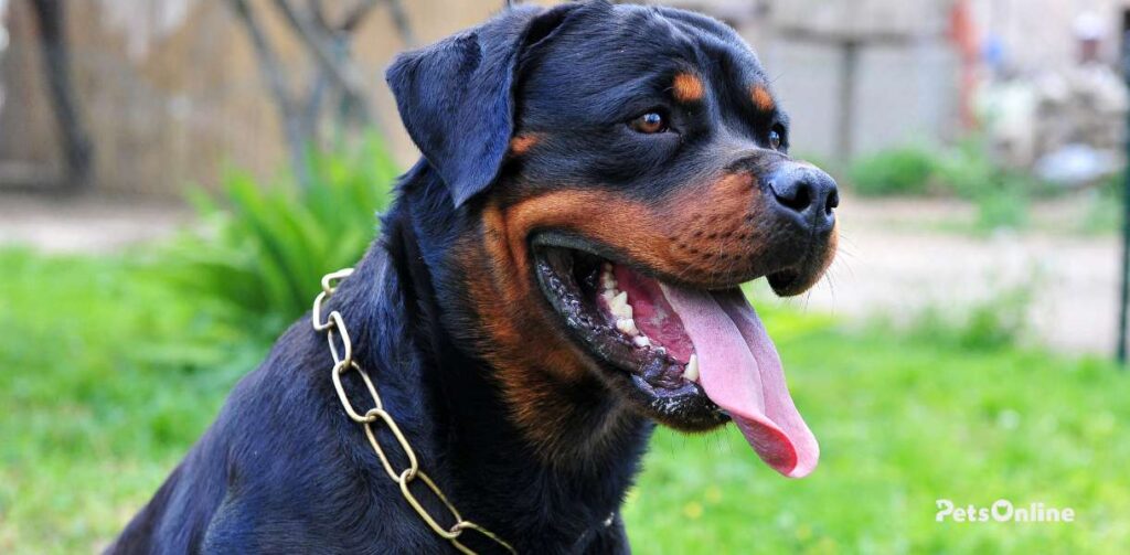 Rottweiler Dog Breed Information - Pets Online