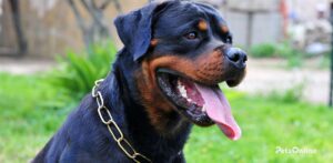 Rottweiler Temperament & Personality Traits - Pets Online