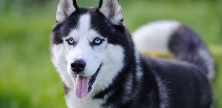 Siberian Husky Size & Weight Chart - Pets Online