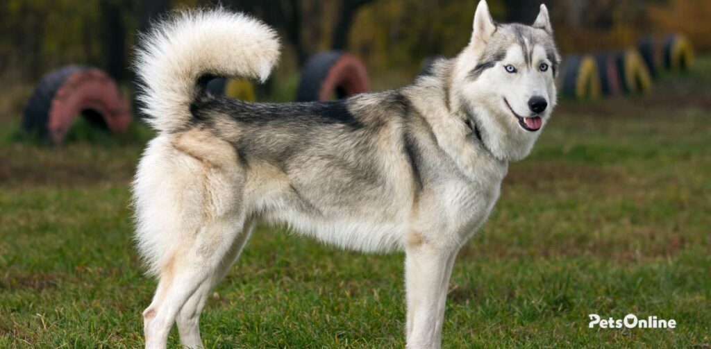 Siberian Husky Size & Weight Chart - Pets Online