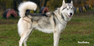 Siberian Husky Size & Weight Chart - Pets Online