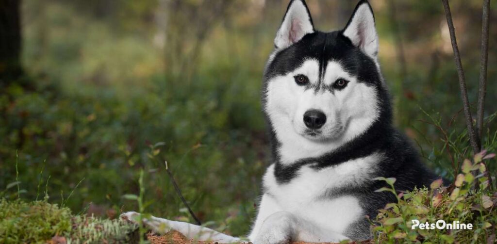 Siberian Husky Temperament & Personality Traits - Pets Online