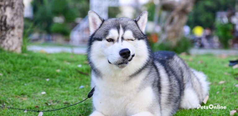 Siberian Husky Dog Breed Information - Pets Online