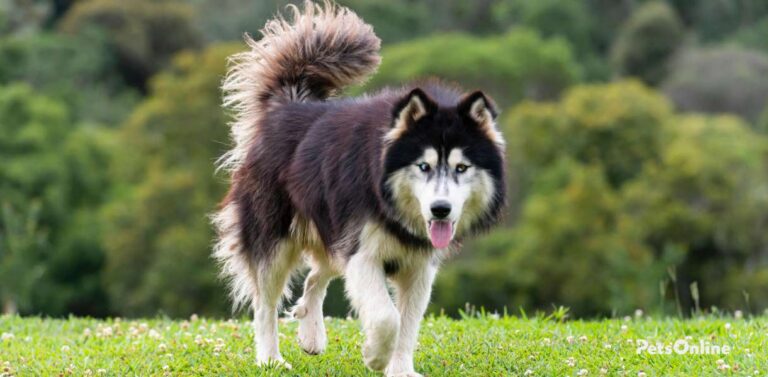 Siberian Husky Dog Breed Information - Pets Online