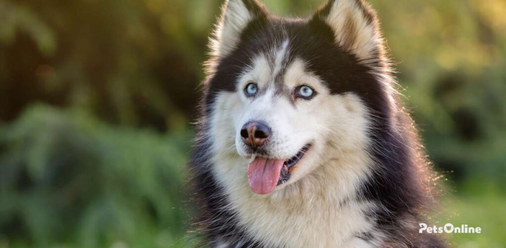 Siberian Husky Dog Breed Information - Pets Online