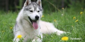 Siberian Husky Size & Weight Chart - Pets Online