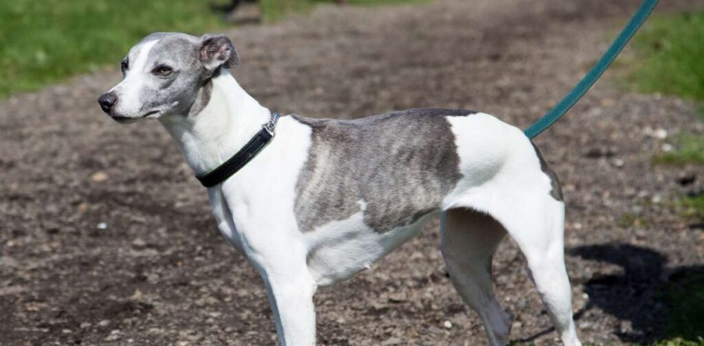 Whippet Breed Information - Pets Online