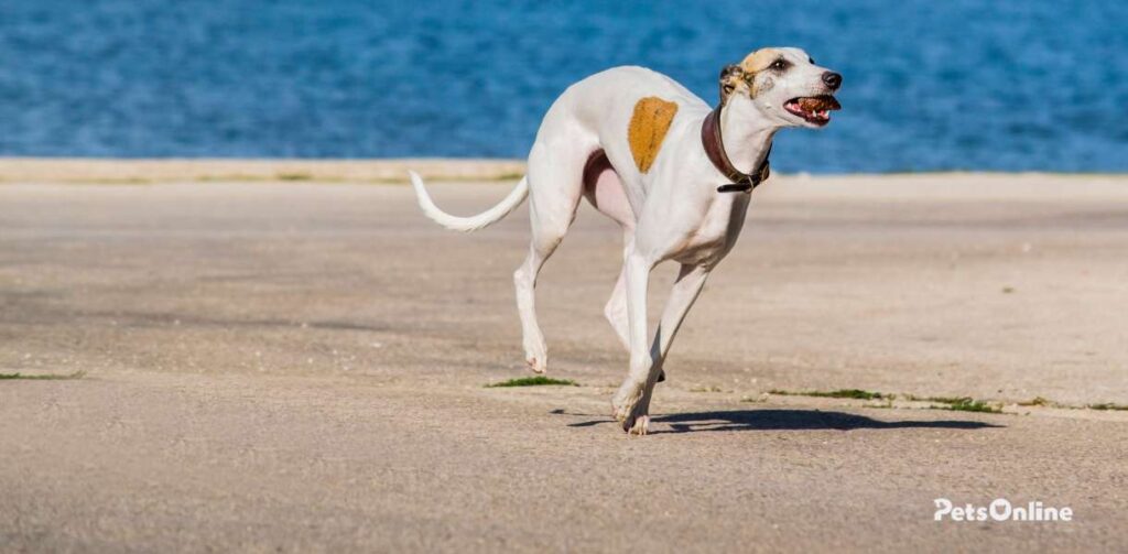 Whippet Temperament & Personality Traits - Pets Online