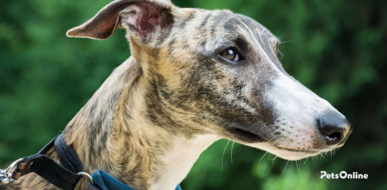 Whippet Breed Information - Pets Online