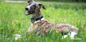 Whippet Temperament & Personality Traits - Pets Online