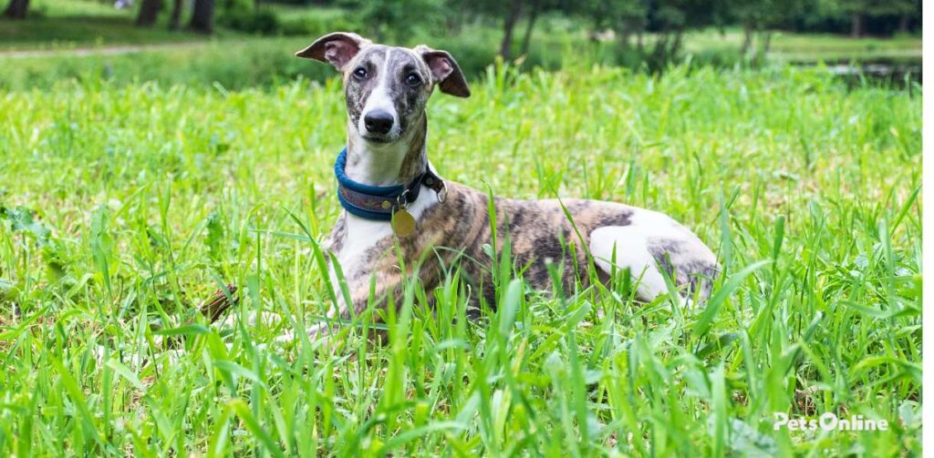 Whippet Size & Weight Chart - Pets Online