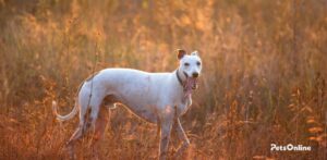 Whippet Size & Weight Chart - Pets Online