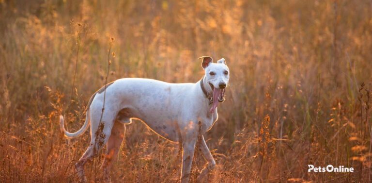Whippet Breed Information - Pets Online