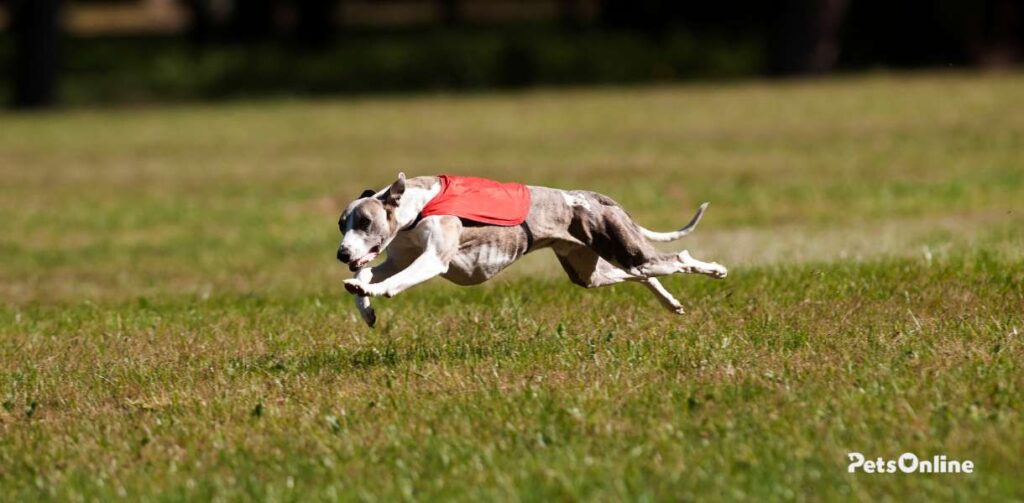 Whippet Size & Weight Chart - Pets Online