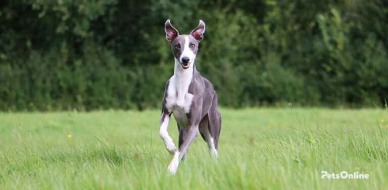 Whippet Breed Information - Pets Online