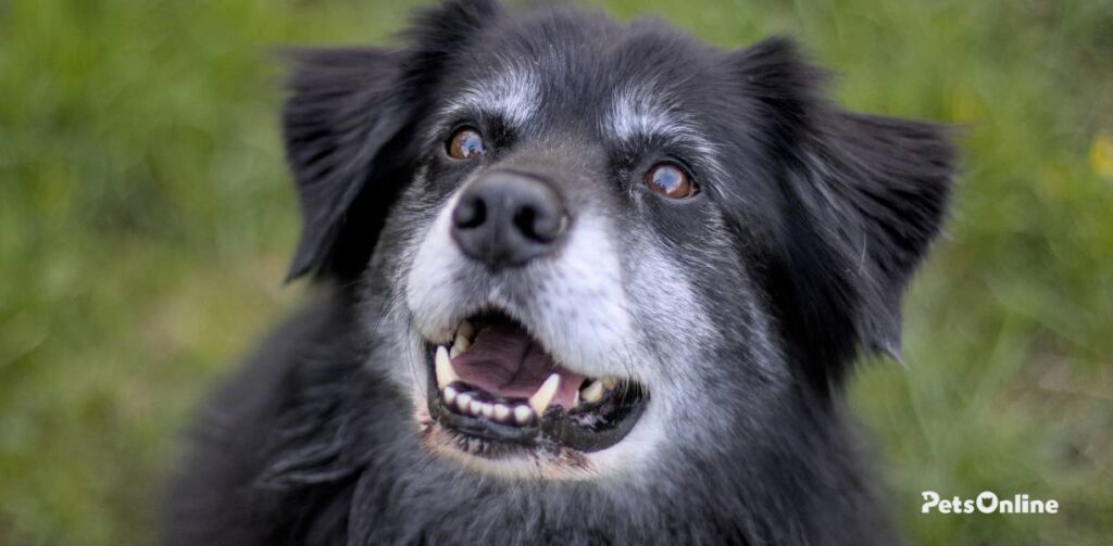 Bordoodle Dog Breed Information - Pets Online