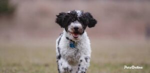 Bordoodle Dog Breed Information - Pets Online