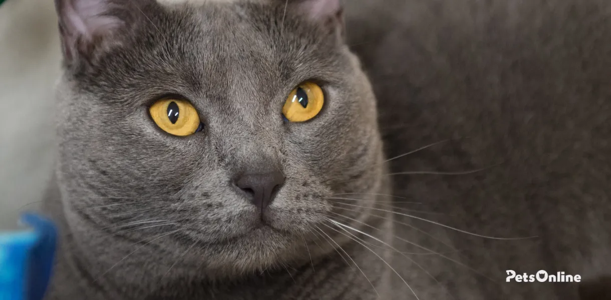 Chartreux Cat Breed Information Pets Online Chartreux Cat Breed Information Pets Online