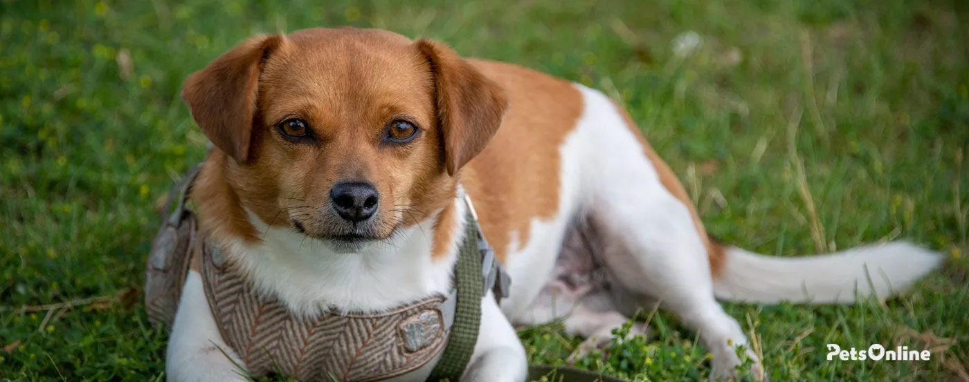 Cheagle Dog Breed Information - Pets Online